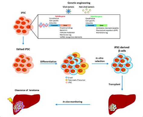 Schematic Representation Of Gene Editing Strategies To Increase The