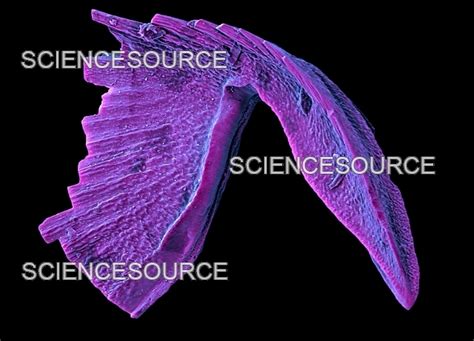 Conodont Tooth Under A Microscope Se Stock Image Science Source