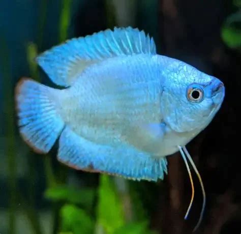 Powder Blue Dwarf Gourami Care Guide Tankflare