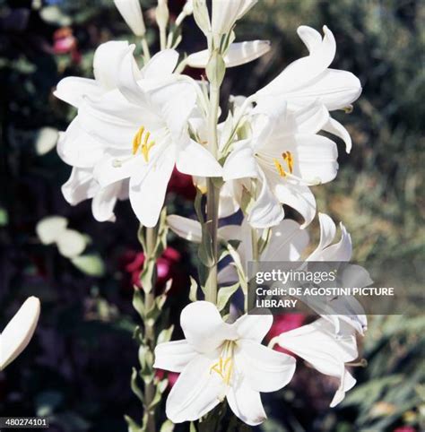 Madonna Lily Photos and Premium High Res Pictures - Getty Images