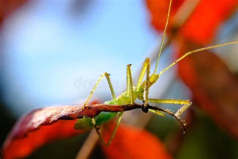 Green Assassin Bug Stock Image Image Of Environment 236169415