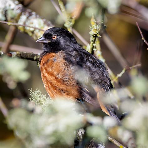 Juvenile Spotted Towhee