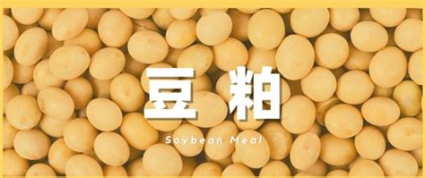 恒银期货8 16日报：美农8月供需报告意外上调大豆单产 哔哩哔哩