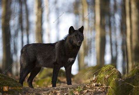 Timberwolf Bild Bestellen Naturbilder Bei Wildlife Media