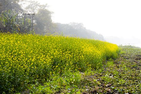 꽃 오일 시드 필드의 파노라마 전망입니다 피 유채와 아름 다운 농촌 풍경입니다 이른가 시골 아침 북부 인도입니다 사진 왼쪽 위에 텍스트 위한 공간 공간을 복사 합니다 0명에