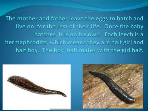 Ppt Life Cycle Of A Leech Powerpoint Presentation Free Download Id