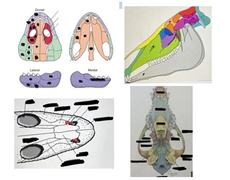 Animal Skull Anatomy Quiz