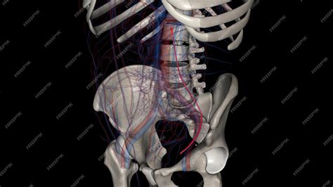 Premium Photo Ovarian Or Testicular Artery