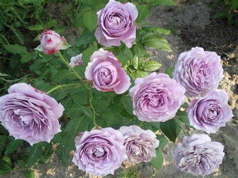 Роза Поэзия Фото И Описание – Telegraph