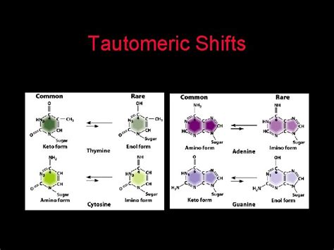 Evolution The Molecular Basis Of Mutationevolution Mutations Alter