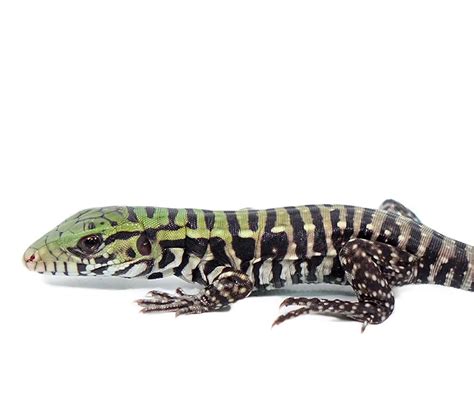 Ultra Purple Tegu Morph Mania Reptiles