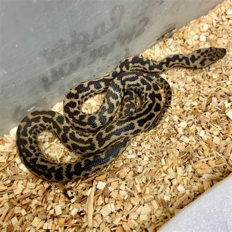 Spotted Python Male 2024m04 By Bhb Reptiles