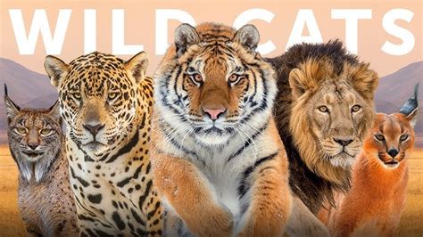 Different Species Of Wild Cats The Different Type Of Cat Species