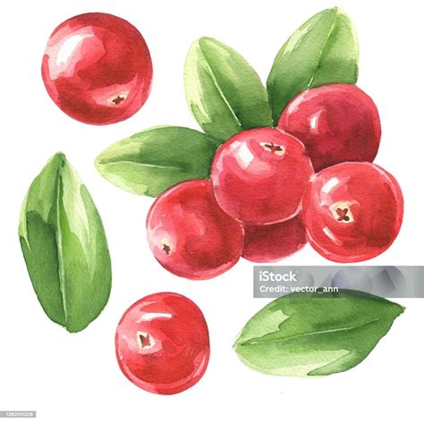 흰색 배경에 고립 된 녹색 잎손으로 그린 수채화 크랜베리 음식 일러스트레이션 크랜베리에 대한 스톡 벡터 아트 및 기타 이미지 크랜베리 수채화 일러스트레이션 Istock
