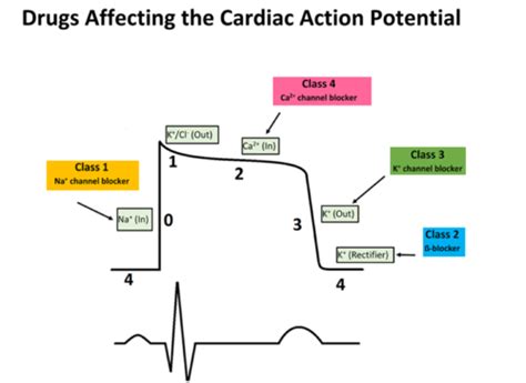 Cardiac Action Potential Drugs
