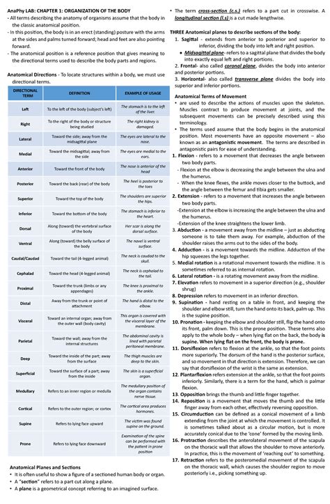 Ana Phy Lab For Biology Anaphy Lab Chapter 1 Organization Of The Body All Terms
