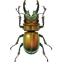 Bug Png Image Transparent HQ PNG Download FreePNGImg