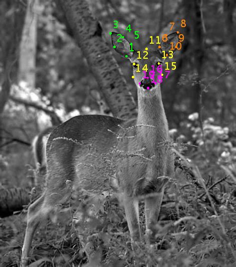 Learning A Mixture Of Hierarchical Sparse Frame Models For Clustering