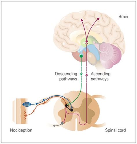 Descending Modulation In Manual Therapy