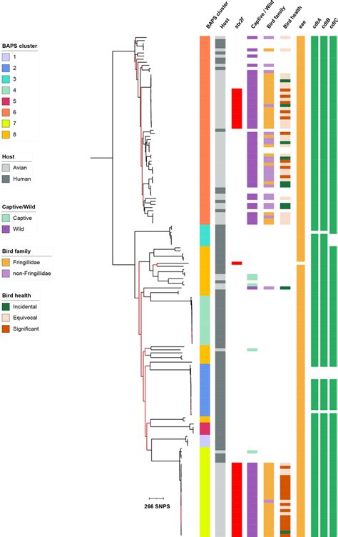 Midpoint Rooted Maximum Likelihood Phylogenetic Tree Of Escherichia