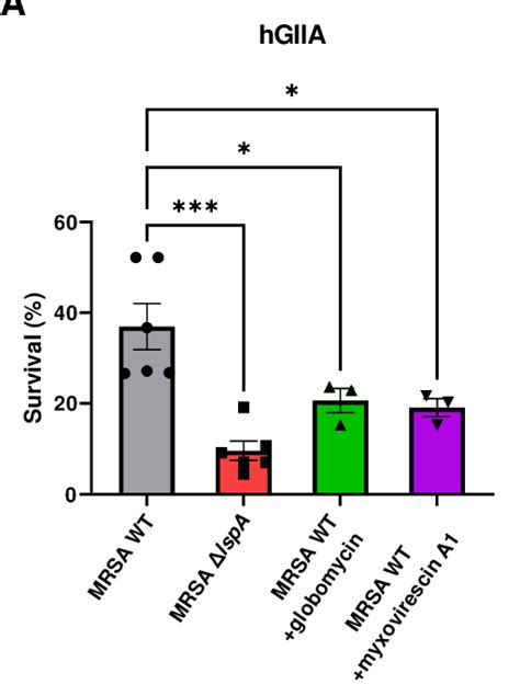 Globomycin And Myxovirescin A1 Increase Mrsa Killing By Hgiia And Download Scientific Diagram