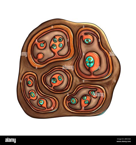 Alveococcus Multilocularis Fotos Und Bildmaterial In Hoher Auflösung