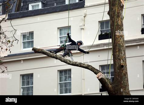 Tree Surgeon At Work Stock Photo Alamy