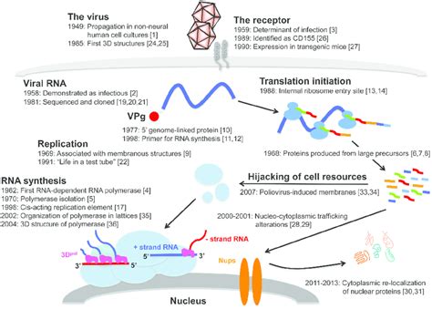 Diagrama Do Poliovirus