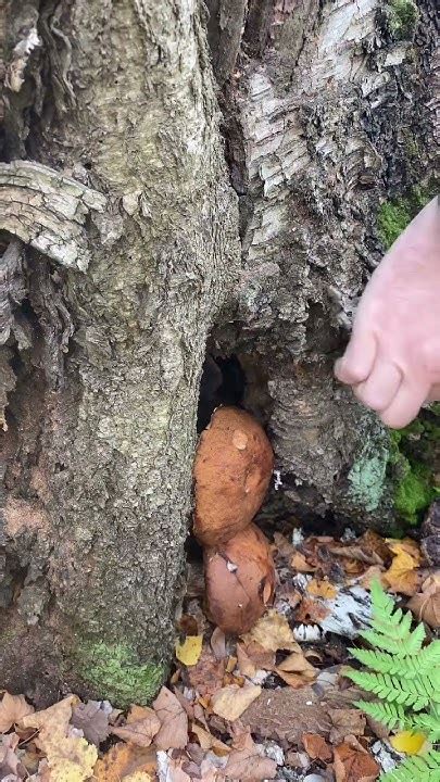 Это самый дорогой и редкий гриб Youtube