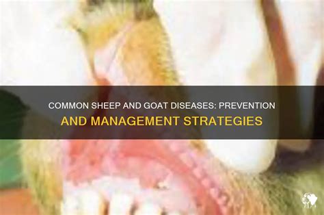 Common Sheep And Goat Diseases Prevention And Management Strategies