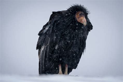 With The Help Of Humans California Condors Overcome Lead Threat