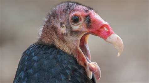 Birds News Features And Articles Live Science