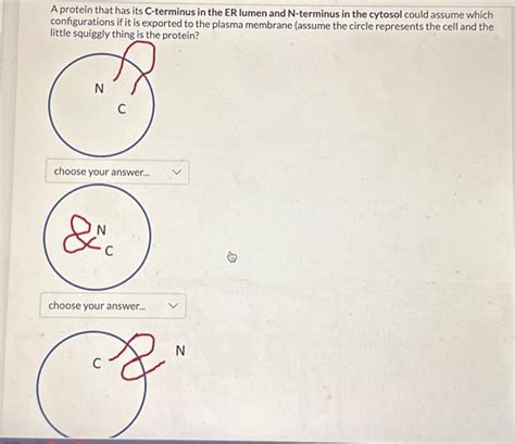 Solved A Protein That Has Its C Terminus In The Er Lumen And