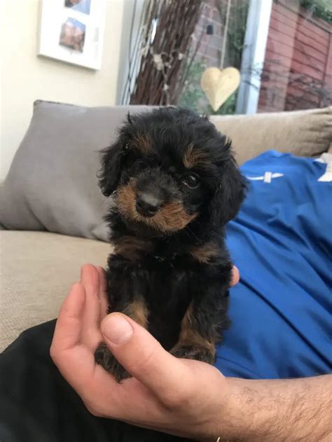 Cockapoo Full Grown My Cockapoo Puppy