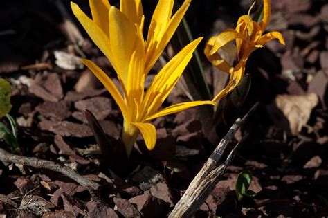 Colchicum I R Pacific Bulb Society