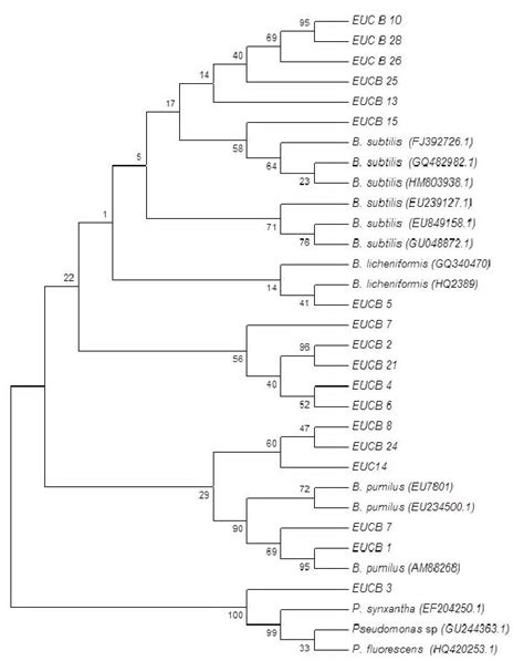 Phylogenetic Dendrogram Of Endophytic Strain From Eucalyptus Urograndis