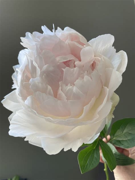 Pojengid Artishok Lilled