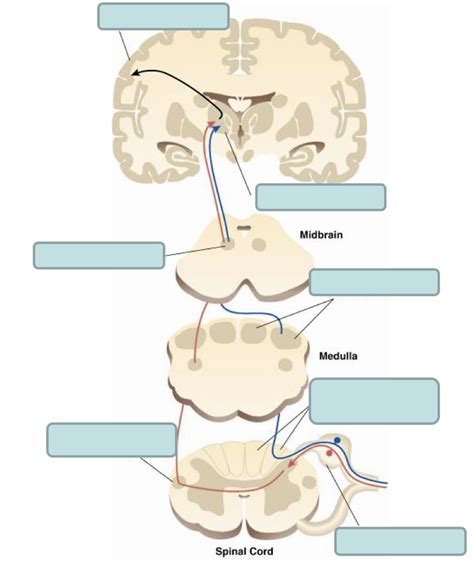 Pathways Diagram Quizlet
