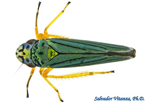 Hemiptera Auchenorrhyncha Cicadellidae Graphocephala Atropunctata Blue Green Sharpshooter A