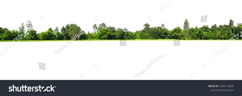 Line Tree Stock Photos Images Photography Shutterstock