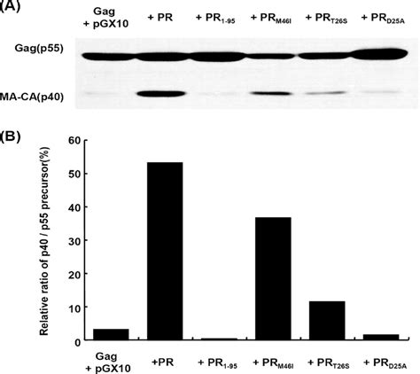 Processing Of Hiv Gag Polyprotein By Hiv Protease Or Its Derivatives