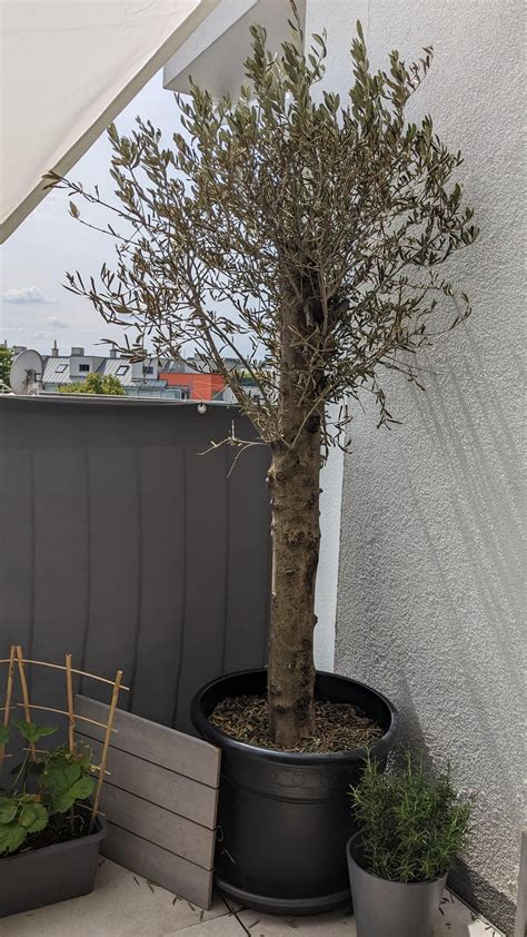 Dying Olive Tree Rplantclinic