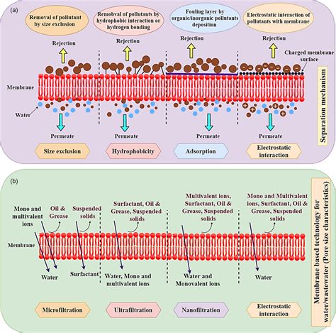 Schematic Representation Of Various Membranes And Their Processes Download Scientific Diagram