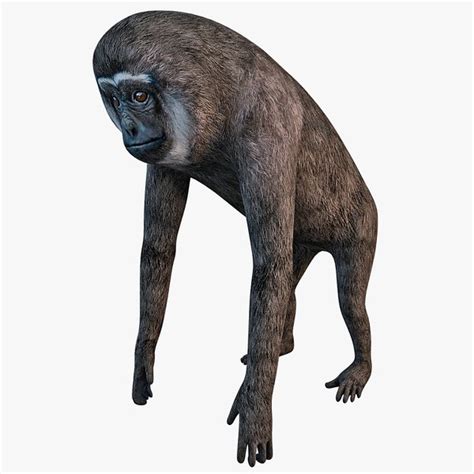 Gibbon 3d Models For Download Turbosquid