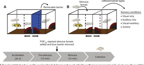 Figure 2 From Behavior And Neural Activation Patterns Of Nonredundant