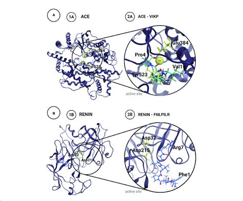 Structures Of Angiotensin Converting Enzyme Ace A And Renin B