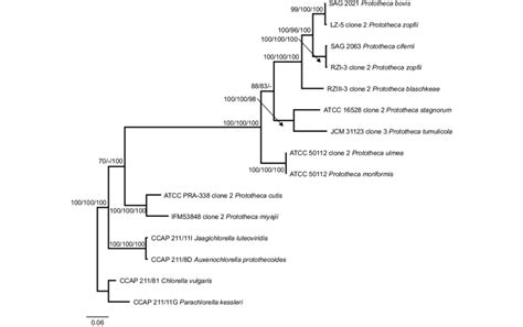 Combined 18s And Its2 Sequence Structure Maximum Likelihood Tree