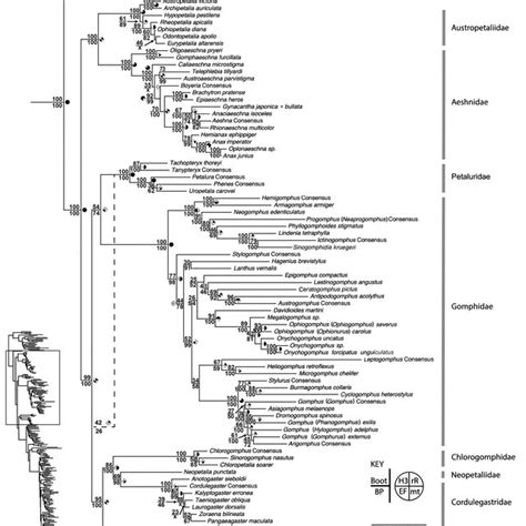 c consolidated maximum likelihood raxml phylogram derived from
