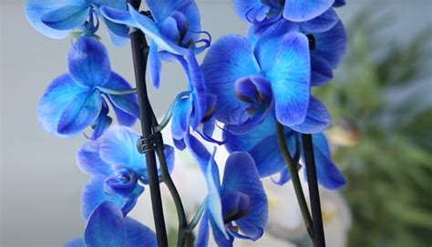 Дієві методи оживити зівялу орхідею Читайте на Ukr Net