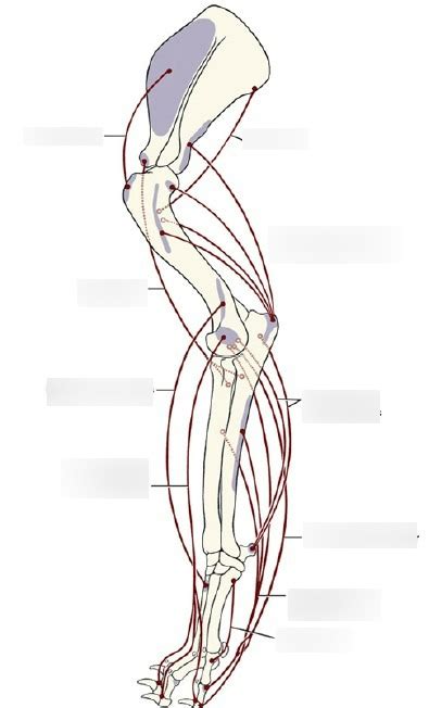 Forelimb Extensor And Flexor Diagram Quizlet